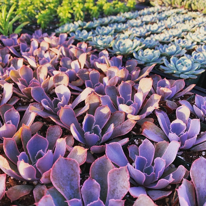 Star Succulent Nursery - Visit Lodi