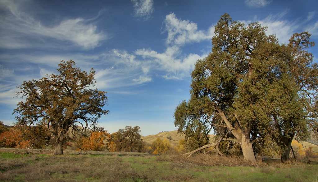 Kaweah Oaks Preserve