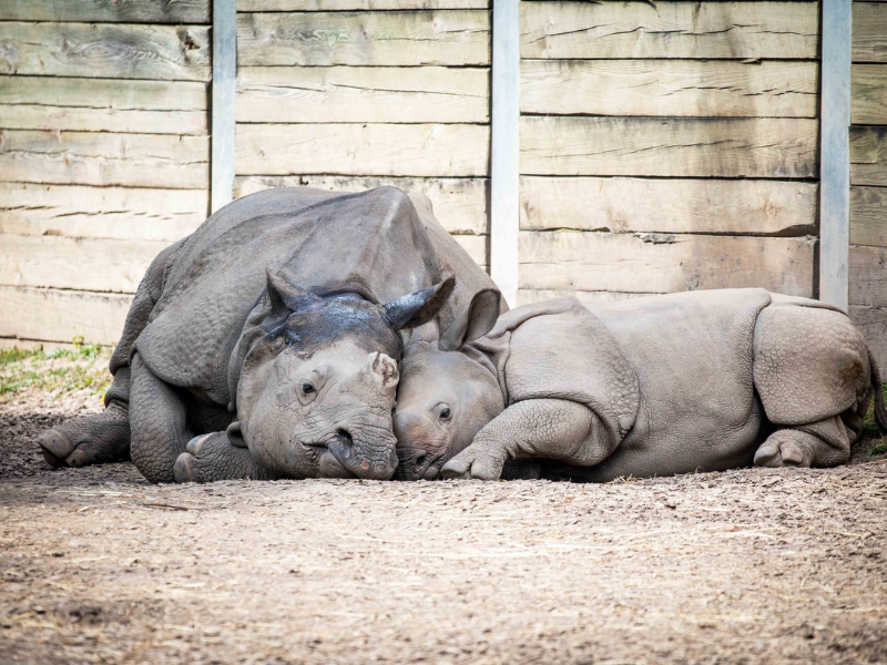 The Buffalo Zoo (Must-See When in Niagara Falls)