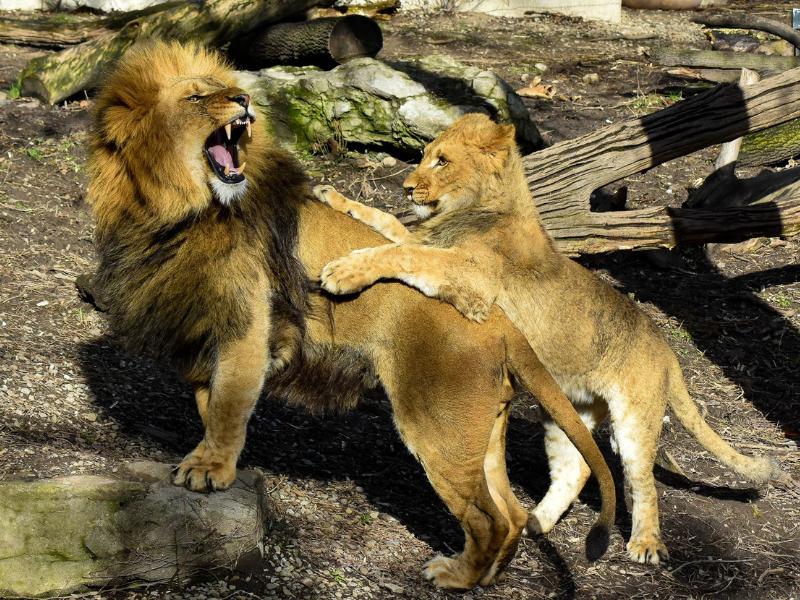 The Buffalo Zoo (Must-See When in Niagara Falls)